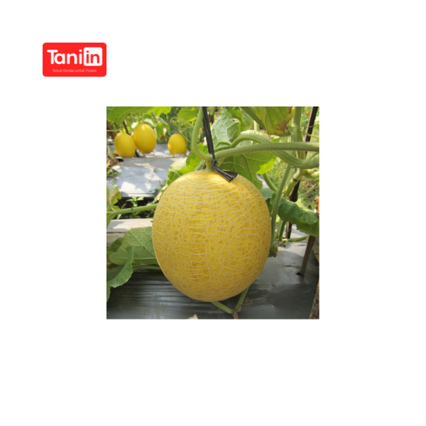 Melon Stella - Solusi Pintar Untuk Industri Pertanian