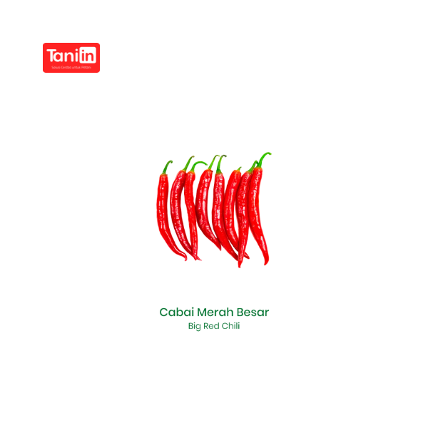 Cabai Merah Besar - Solusi Pintar Untuk Industri Pertanian