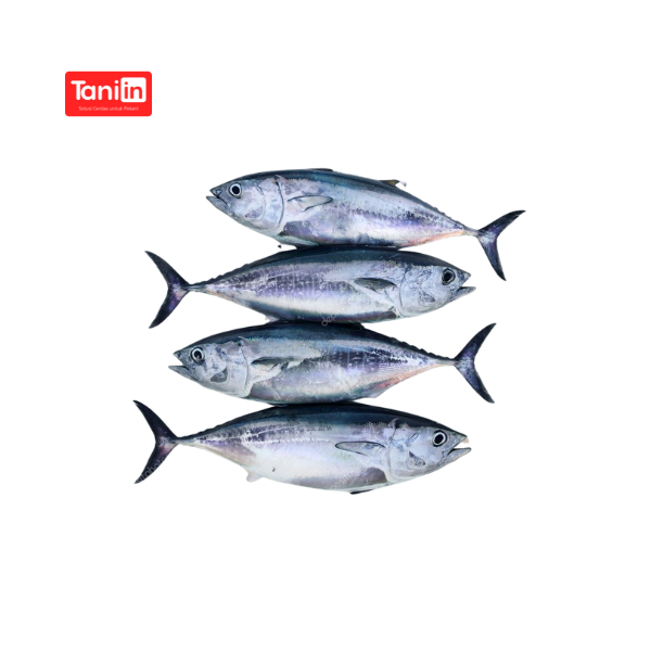 Ikan Tuna Segar Berkualitas untuk Aneka Masakan Lezat - Solusi Pintar ...