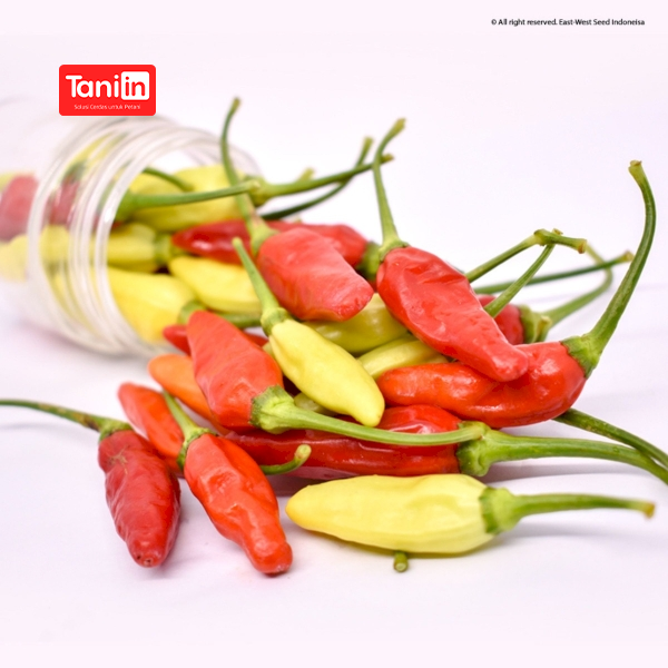 Cabai Rawit Rawita F1 - Solusi Pintar Untuk Industri Pertanian