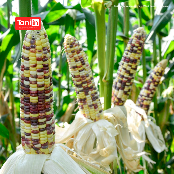 Jagung Jutawan - Solusi Pintar Untuk Industri Pertanian