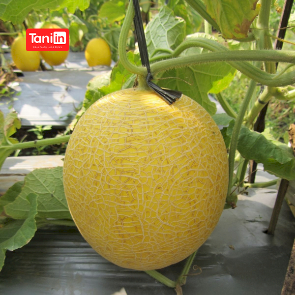 Melon Stella - Solusi Pintar Untuk Industri Pertanian