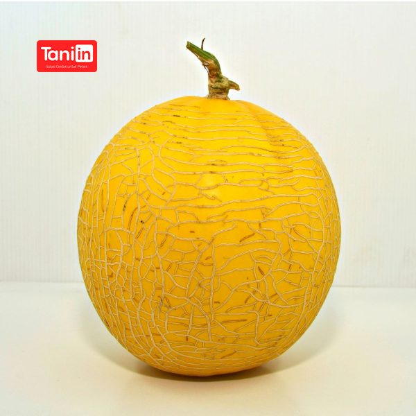 Melon Stella - Solusi Pintar Untuk Industri Pertanian