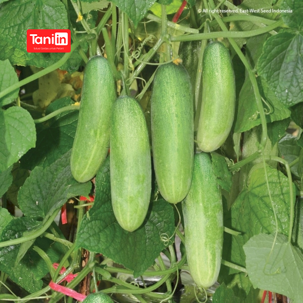 Mentimun Ethana - Solusi Pintar Untuk Industri Pertanian