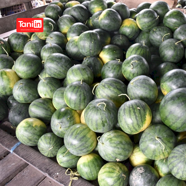 Semangka Amara - Solusi Pintar Untuk Industri Pertanian