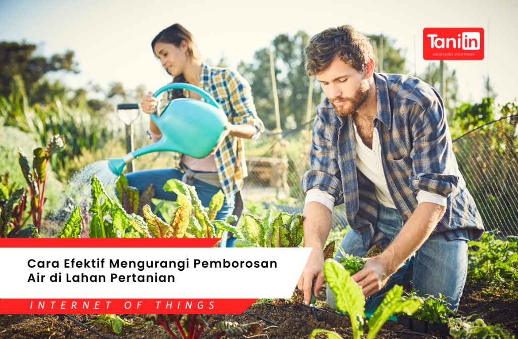 Cara Efektif Mengurangi Pemborosan Air di Lahan Pertanian